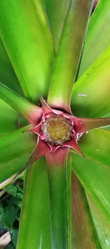 Pineapple - Common | Dragon Fruit Obsession