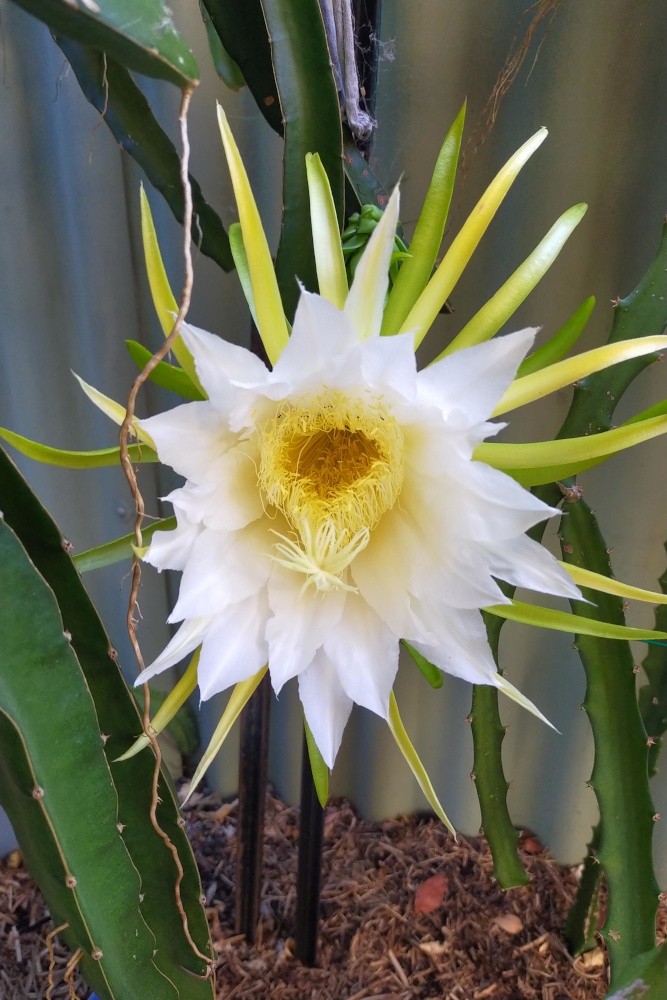 Aussie Gold | Dragon Fruit Obsession