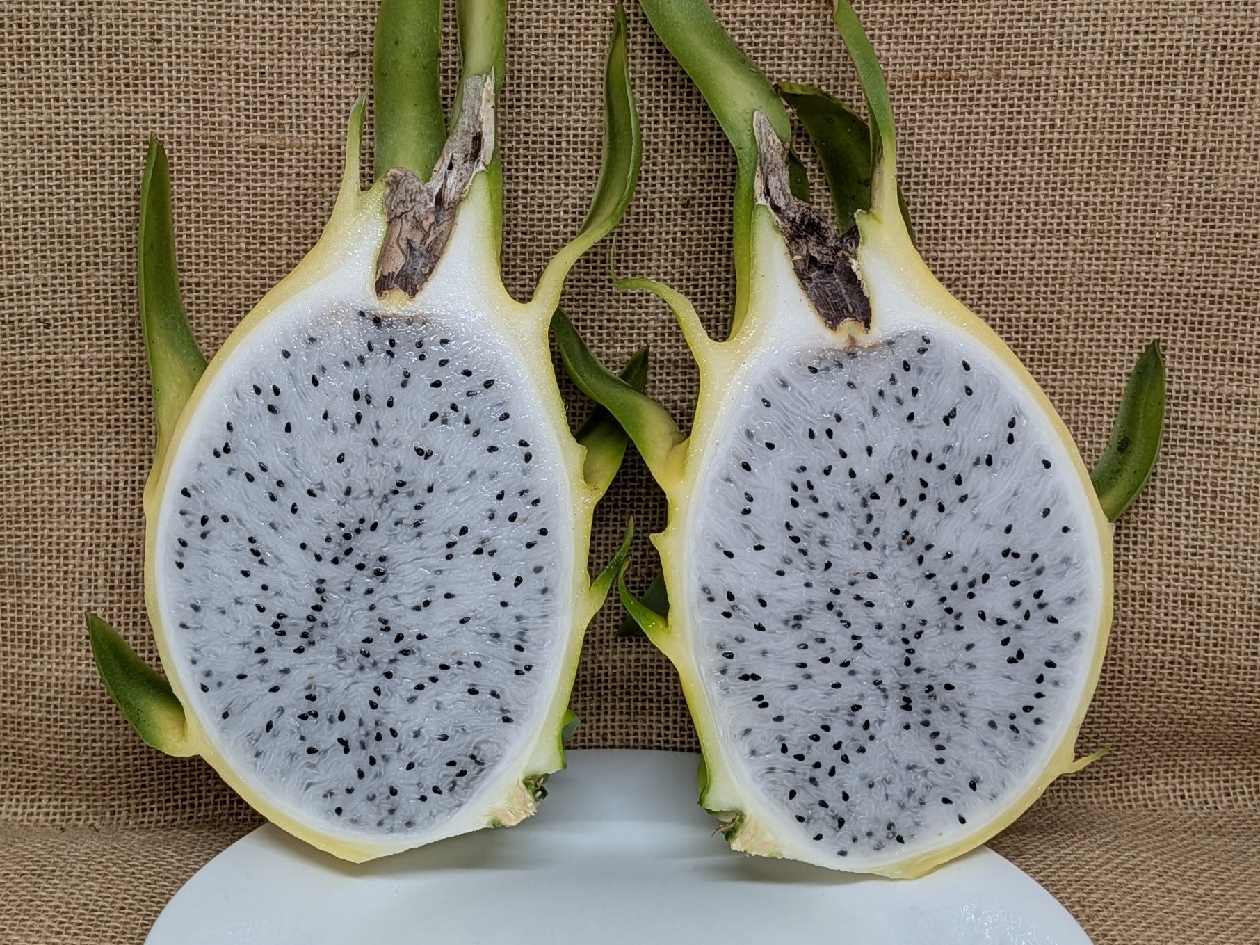 Aussie Gold | Dragon Fruit Obsession