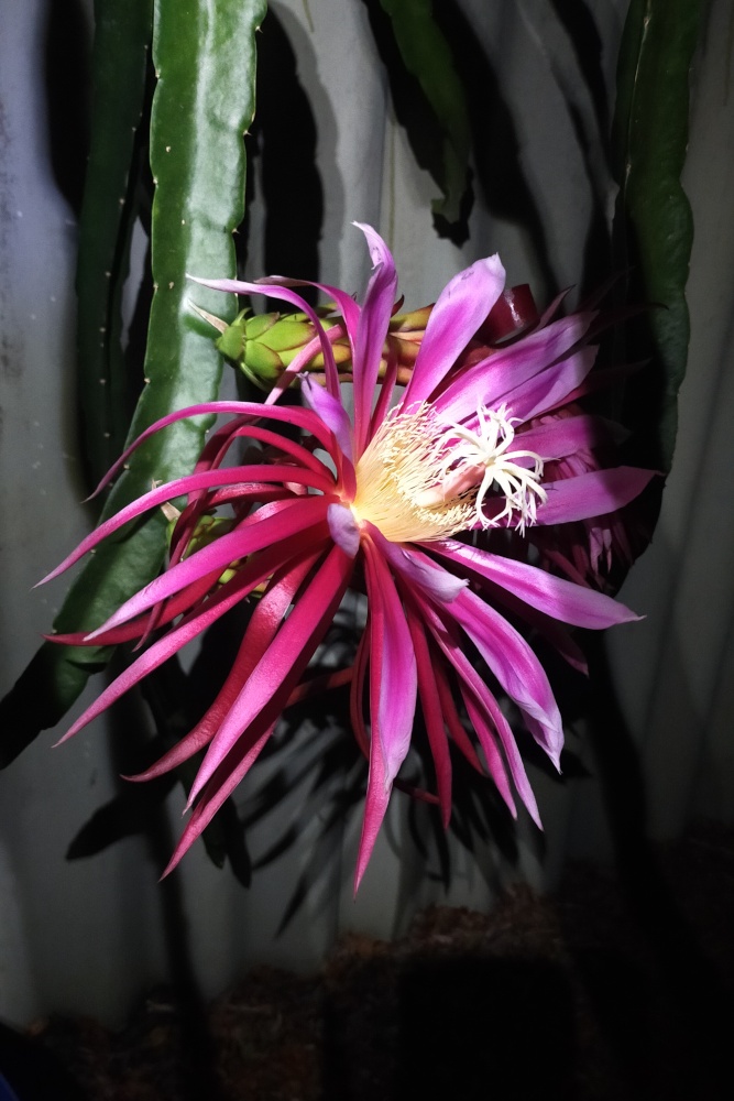 Connie Mayer | Dragon Fruit Obsession