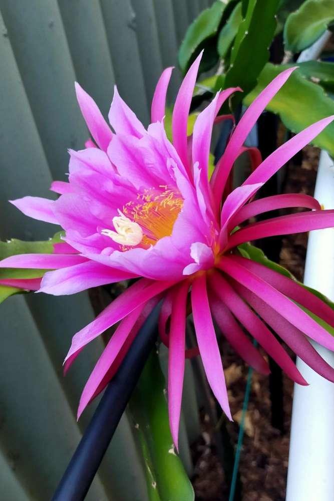 Jade Red | Dragon Fruit Obsession