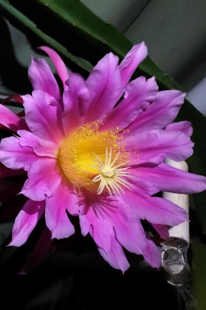 Jade Red | Dragon Fruit Obsession