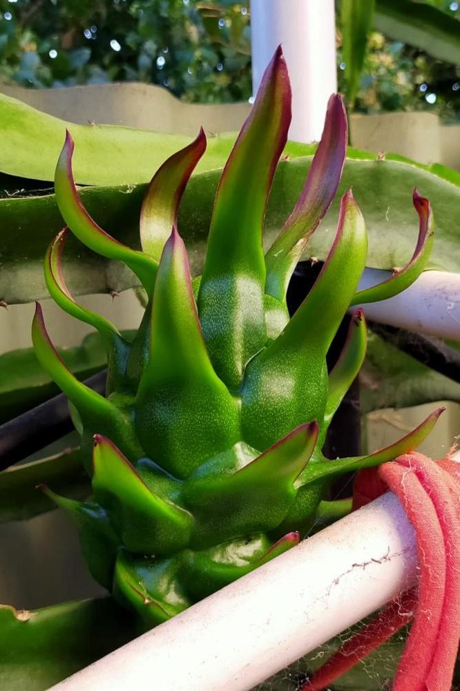 Jade Red | Dragon Fruit Obsession