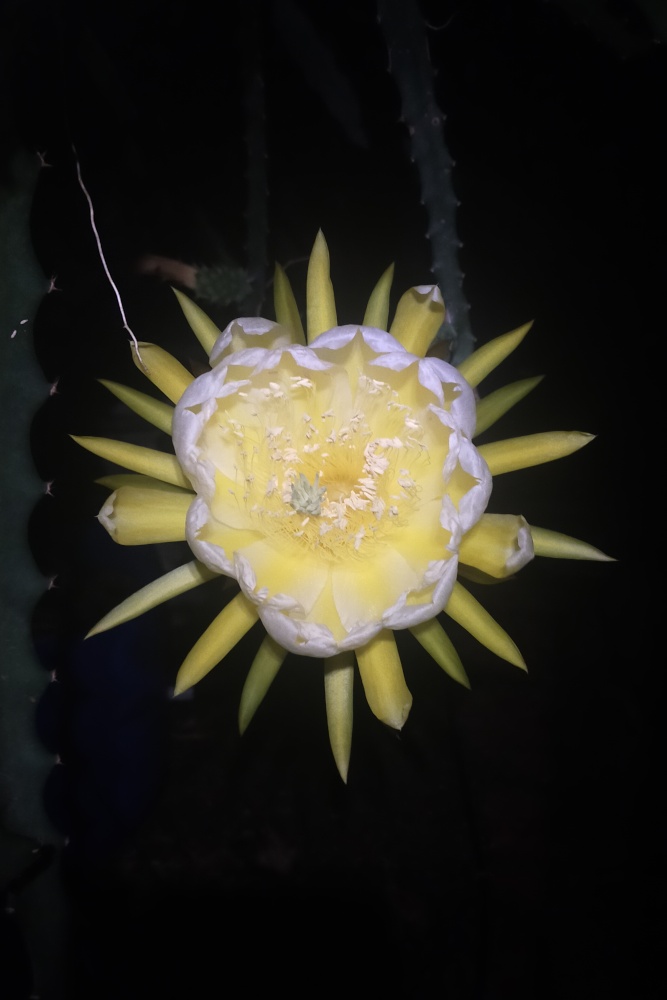 Palora | Dragon Fruit Obsession