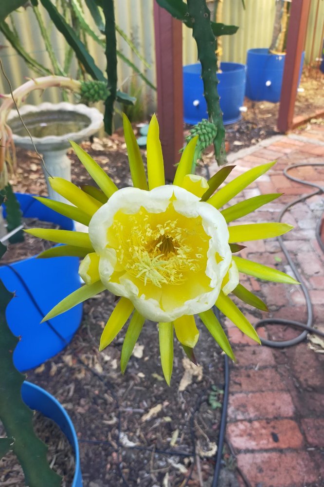 Palora | Dragon Fruit Obsession