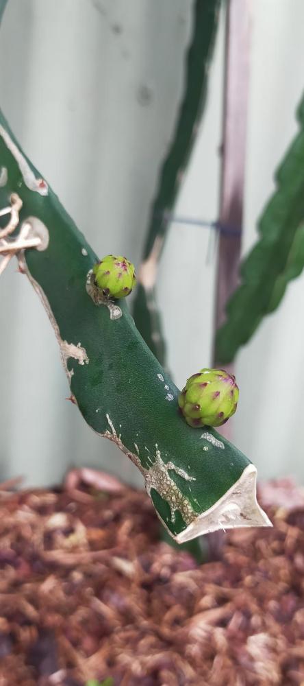 Pink Panther | Dragon Fruit Obsession