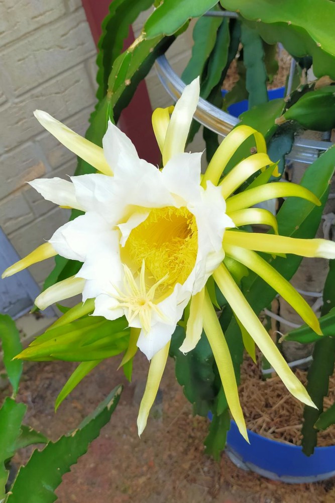 Purple Haze | Dragon Fruit Obsession