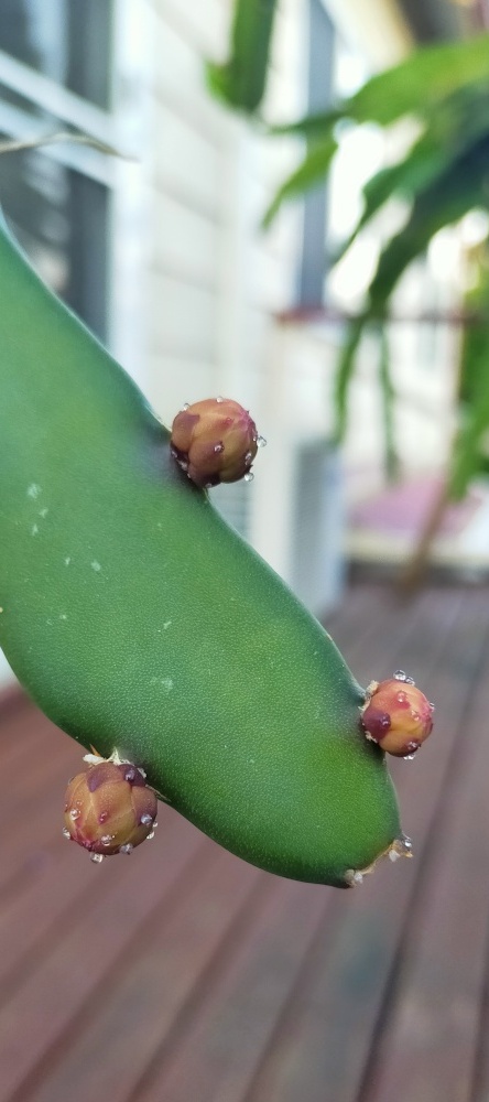 Sugar Dragon | Dragon Fruit Obsession