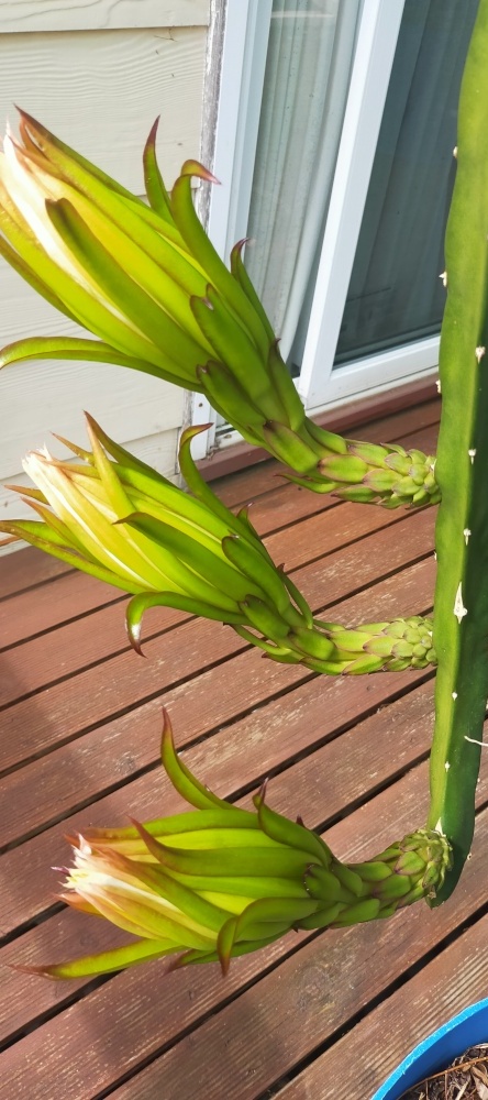 Sugar Dragon | Dragon Fruit Obsession